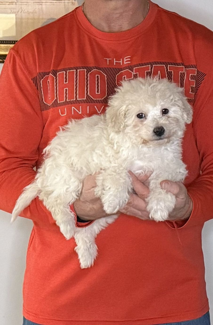 Daisy Maye 10-week-old female Mini Poodle available for adoption